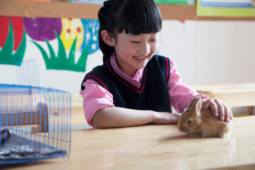 Classroom Pets in Preschool - Preschool.org