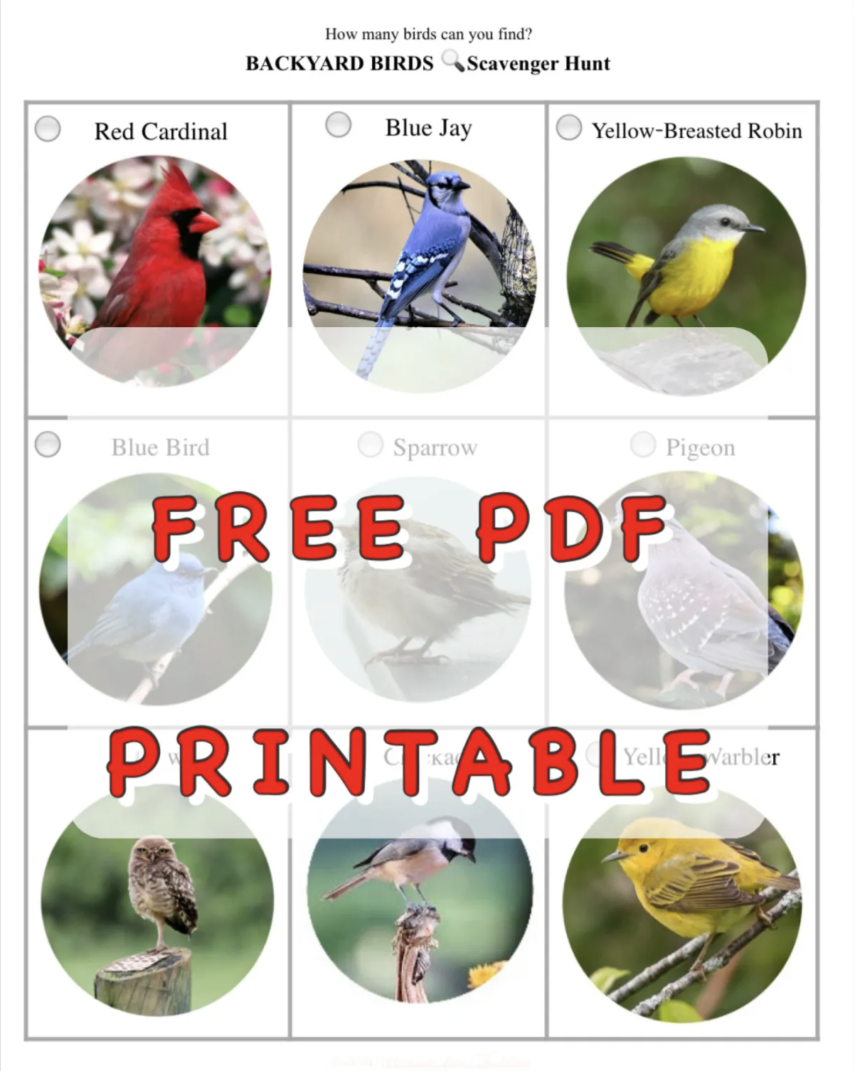 The 5 Best PRINTABLES for Birds Preschool Theme - Preschool.org