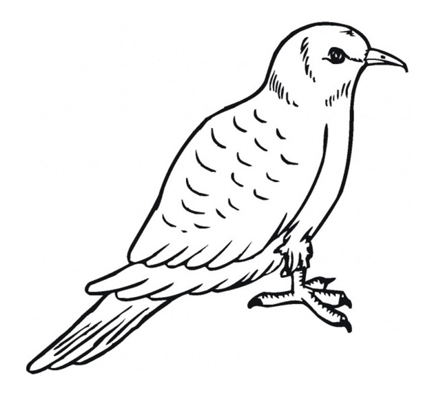 The 5 Best WORKSHEETS for Pigeon Books Preschool Theme - Preschool.org